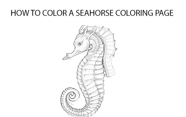 How to Color A Seahorse Coloring Page - Funcolouring