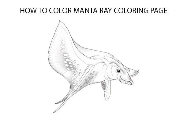 How To Color Manta Ray Coloring Page - Funcolouring