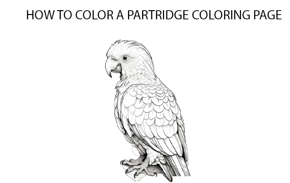 How To Color A Partridge Coloring Page - Funcolouring