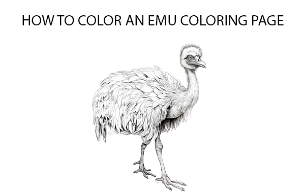 How To Color An Emu Coloring Page - Funcolouring